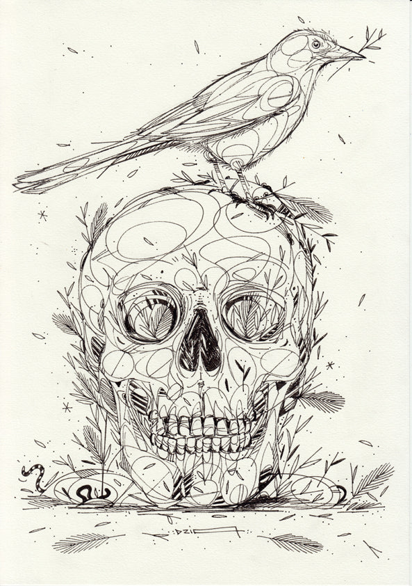 how to draw a bird skull
